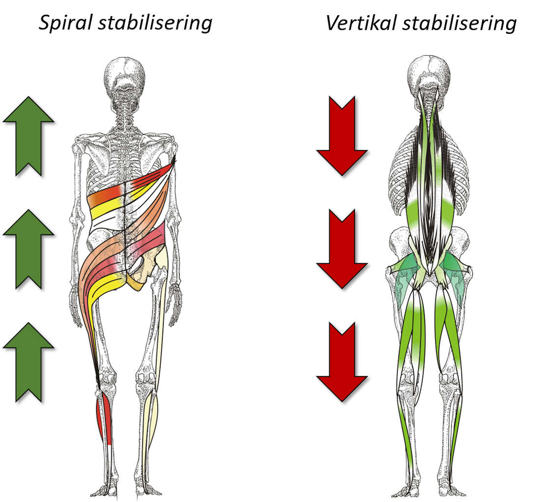 Spiral stabilisering – hållningsträning för bestående resultat ...